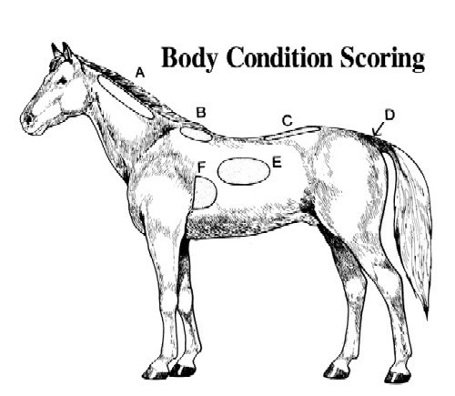 Body Condition Score - Gulf Coast Equine Veterinary Services