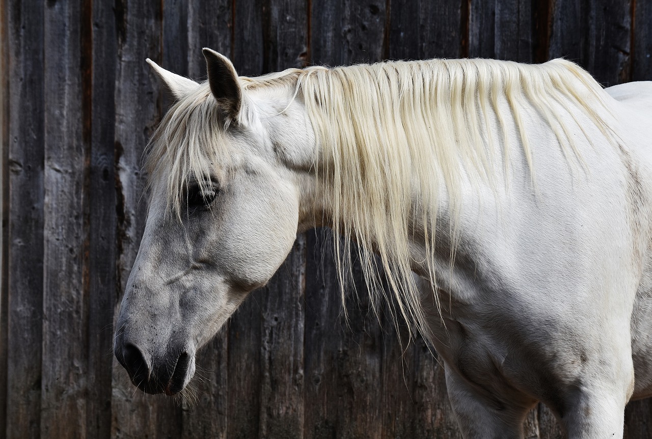 Caring for Older Horses - Gulf Coast Equine Veterinary Services